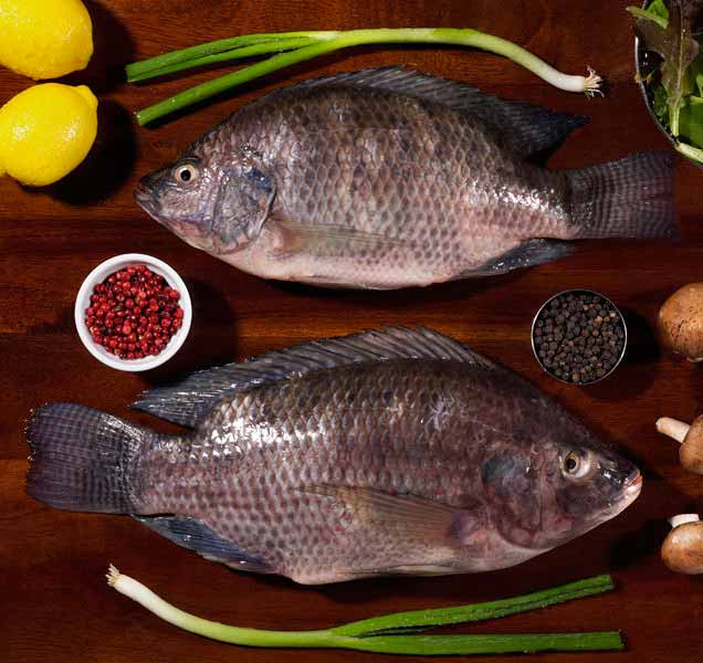 Fin-Fish - Fabulous Fish