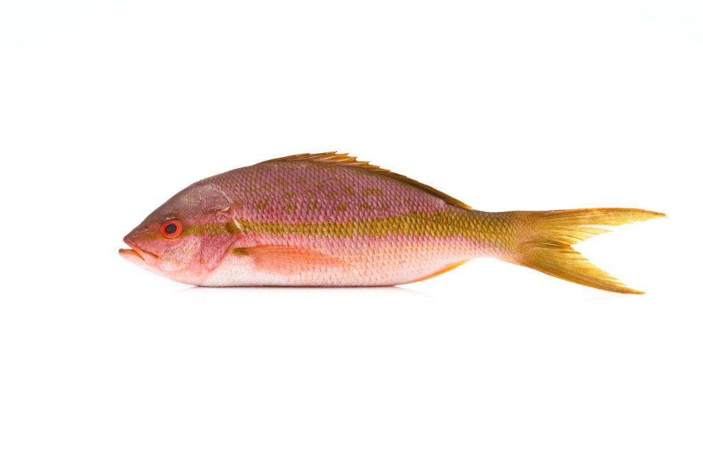 Snapper Whole Frozen - Fabulous Fish